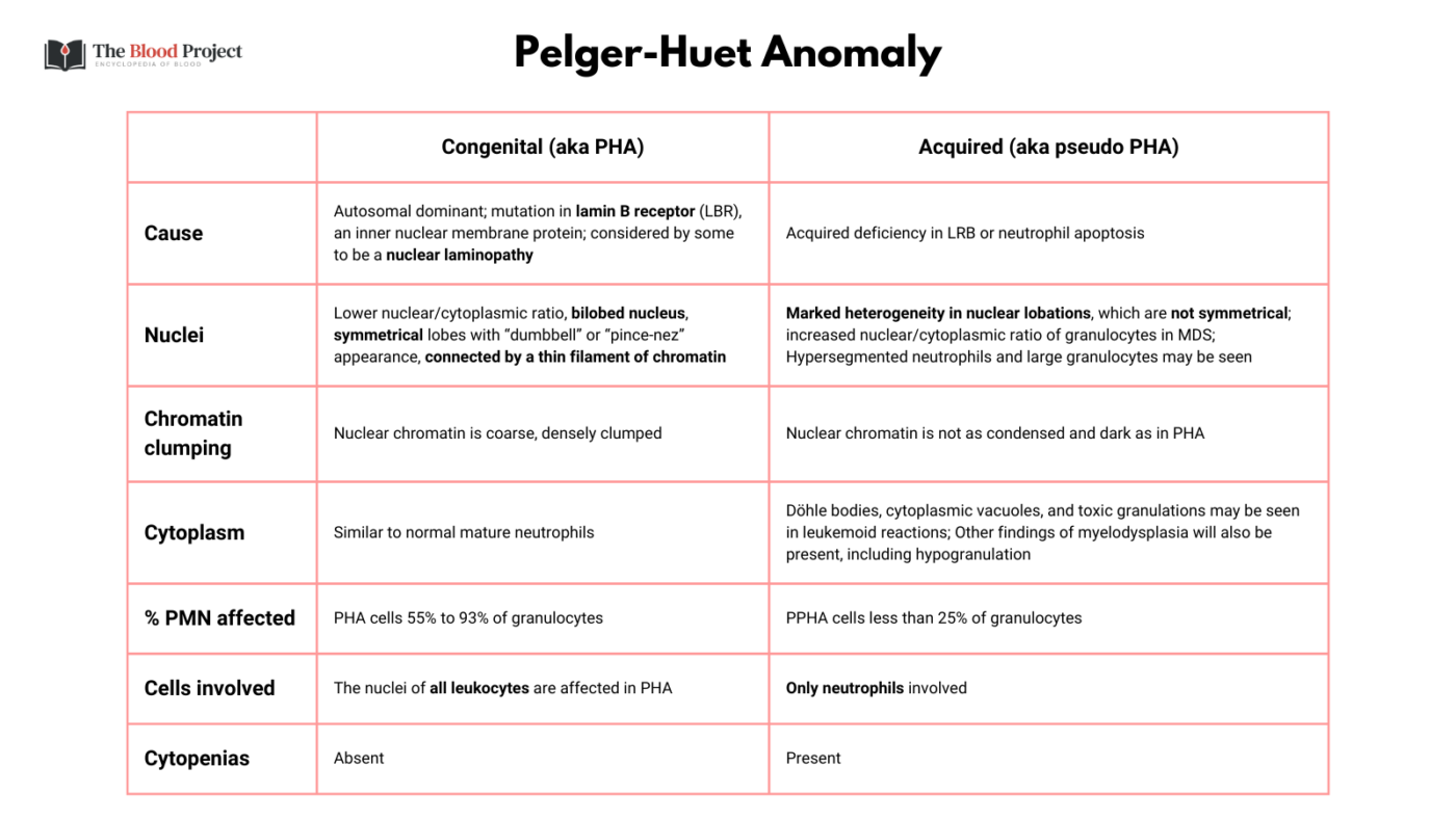 Eponym - Pelger-Huet Anomaly • The Blood Project