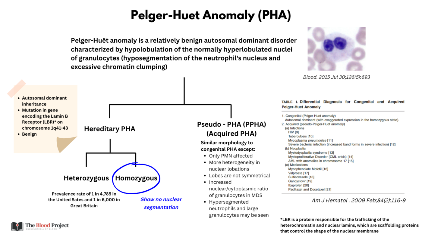 Eponym - Pelger-Huet Anomaly • The Blood Project