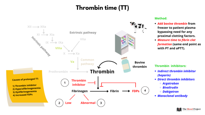 Thrombin Time • The Blood Project