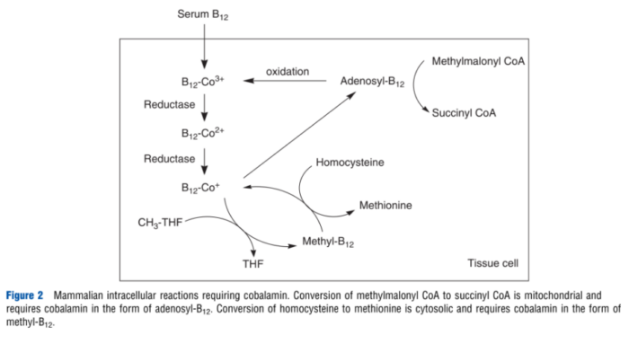Oral vs. Intramuscular Vitamin B12 in Vitamin B12 Deficiency • The ...