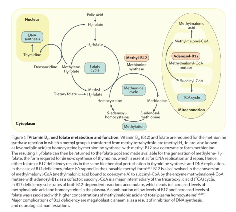 Oral vs. Intramuscular Vitamin B12 in Vitamin B12 Deficiency • The ...
