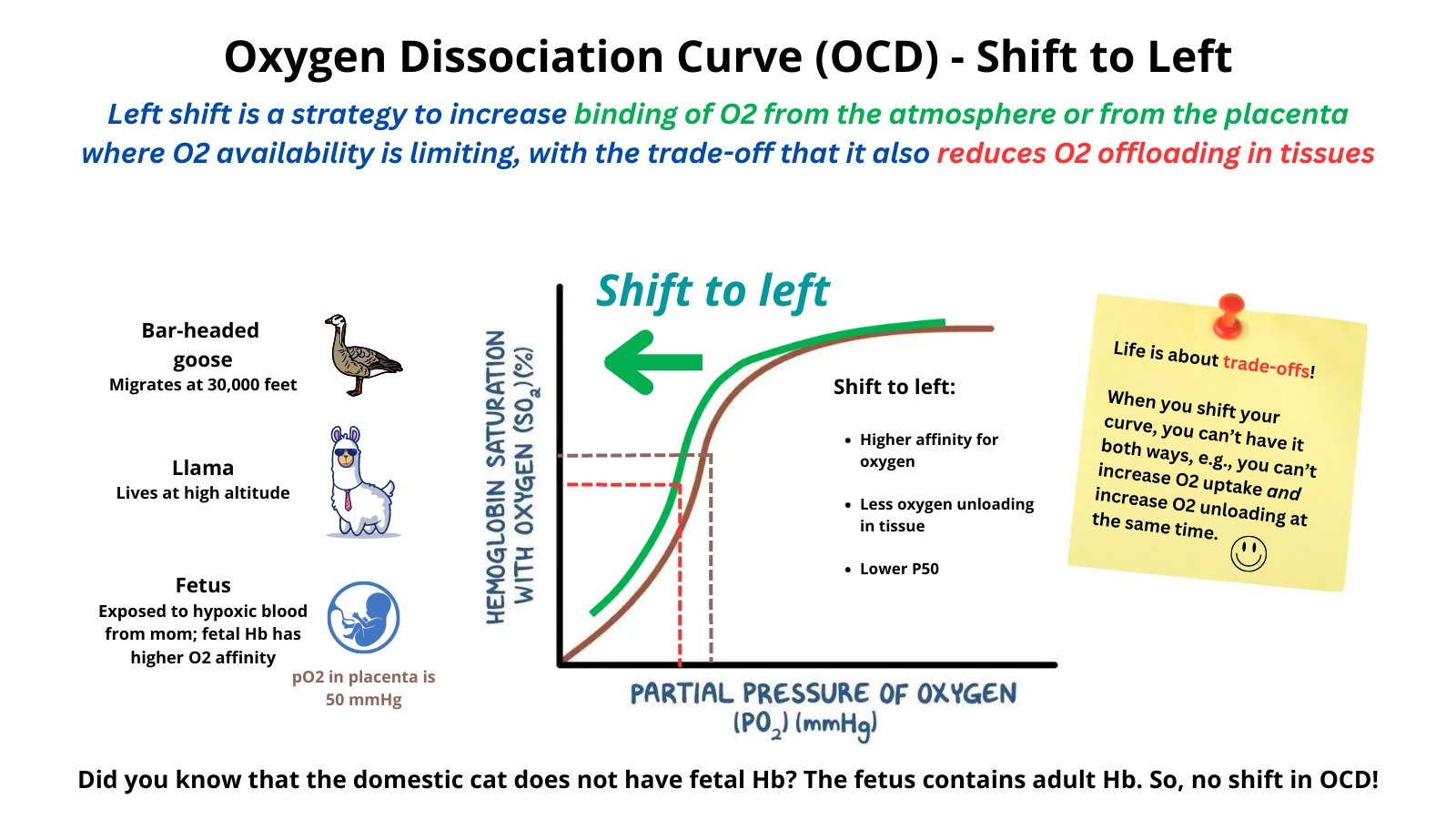 Oxygen Dissociation Curve - Shift to the Left • The Blood Project