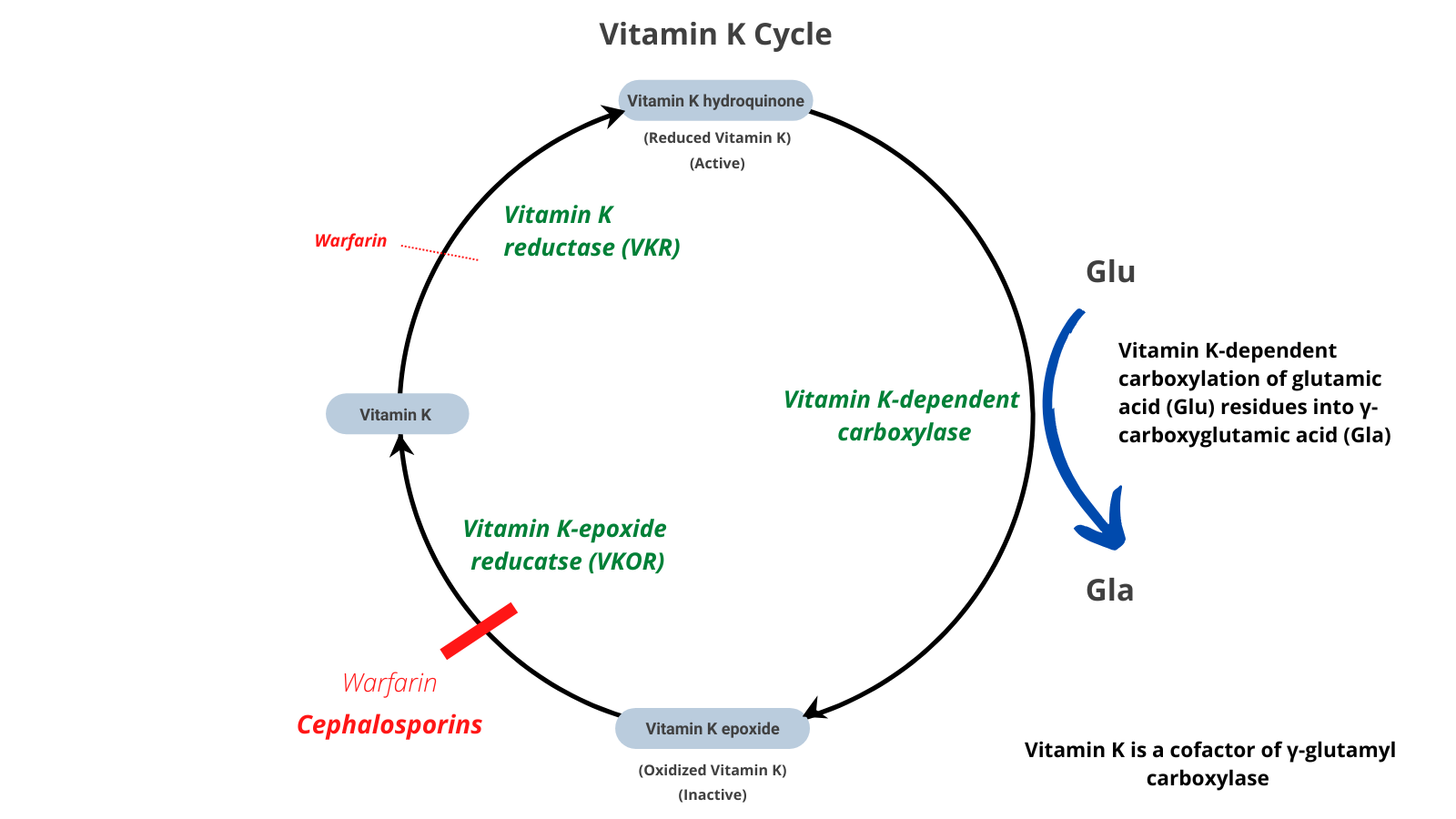 Cephalosporin-Induced Coagulopathy • The Blood Project
