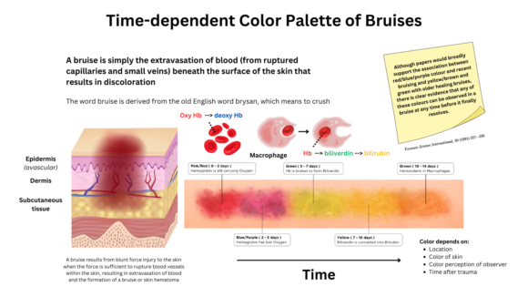 Color Palette of Bruises • The Blood Project