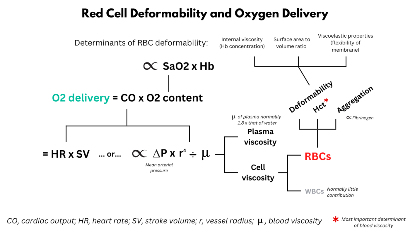 Effect of MCV on RBC Deformability • The Blood Project