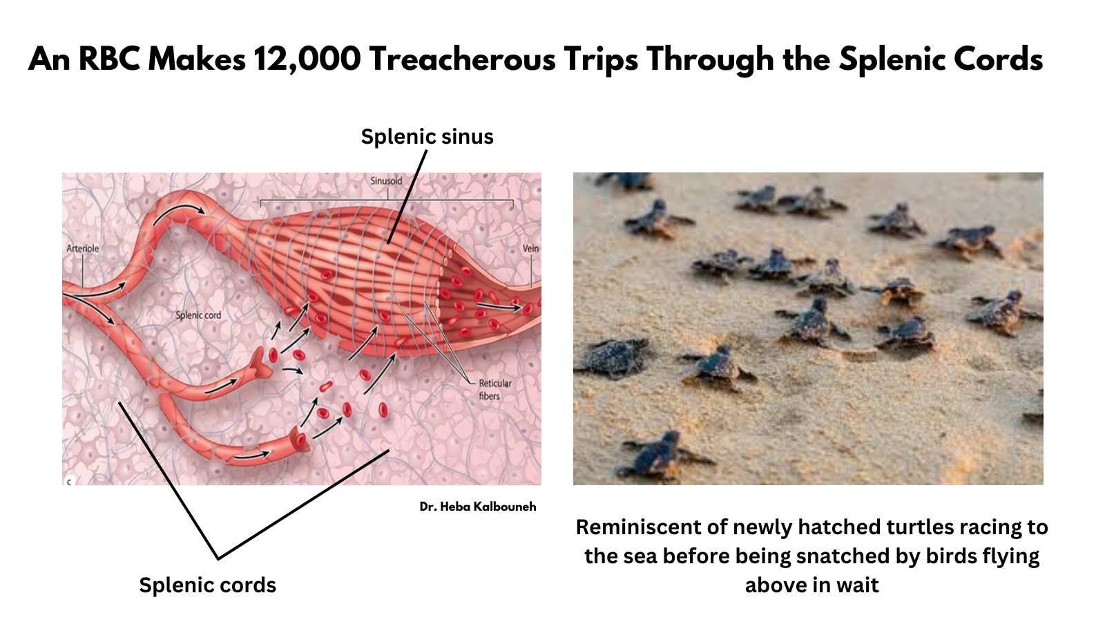 12,000 Journeys Through the Splenic Cords • The Blood Project