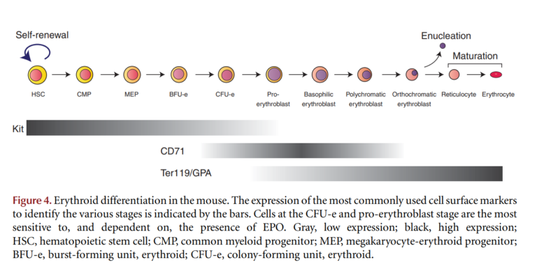Nucleated Red Blood Cells • The Blood Project