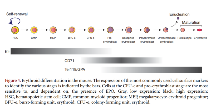 Nucleated Red Blood Cells • The Blood Project