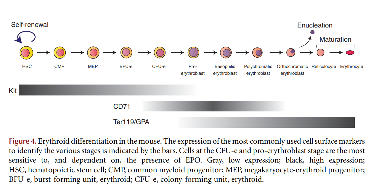 Nucleated Red Blood Cells • The Blood Project