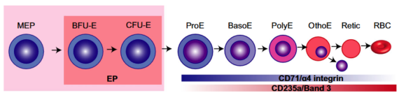 Nucleated Red Blood Cells • The Blood Project