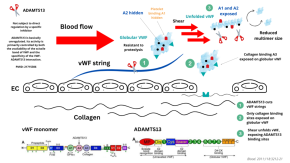 Pathophysiology of TTP • The Blood Project