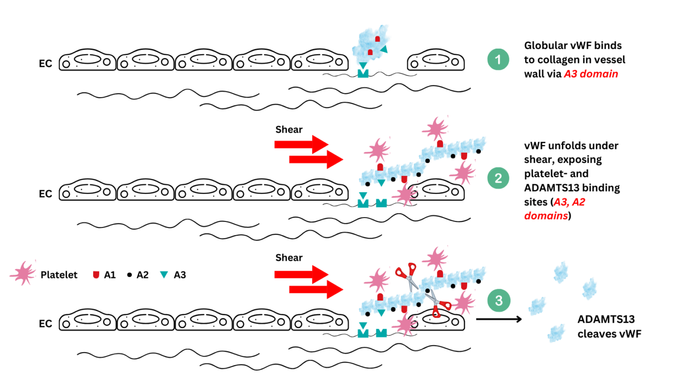 Pathophysiology of TTP • The Blood Project