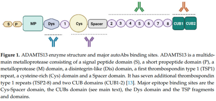 Pathophysiology of TTP • The Blood Project