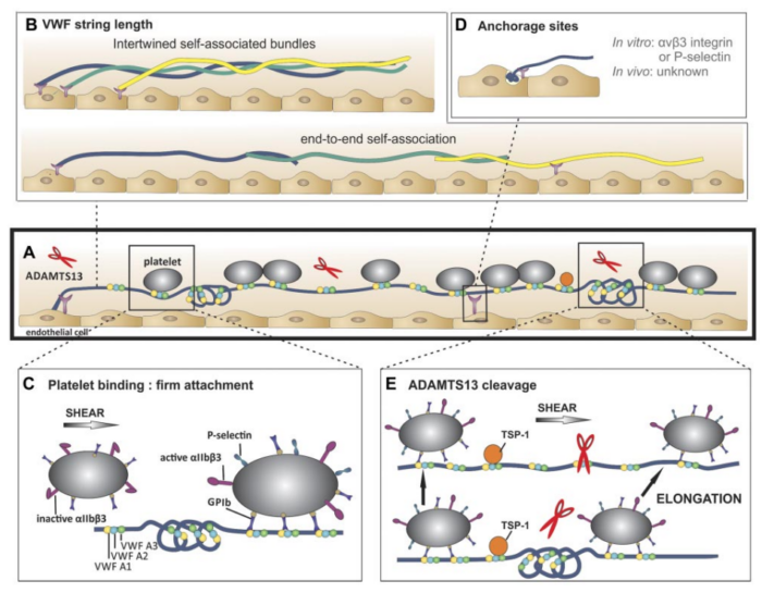 Pathophysiology of TTP • The Blood Project