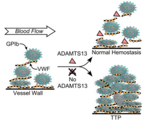 Pathophysiology of TTP • The Blood Project