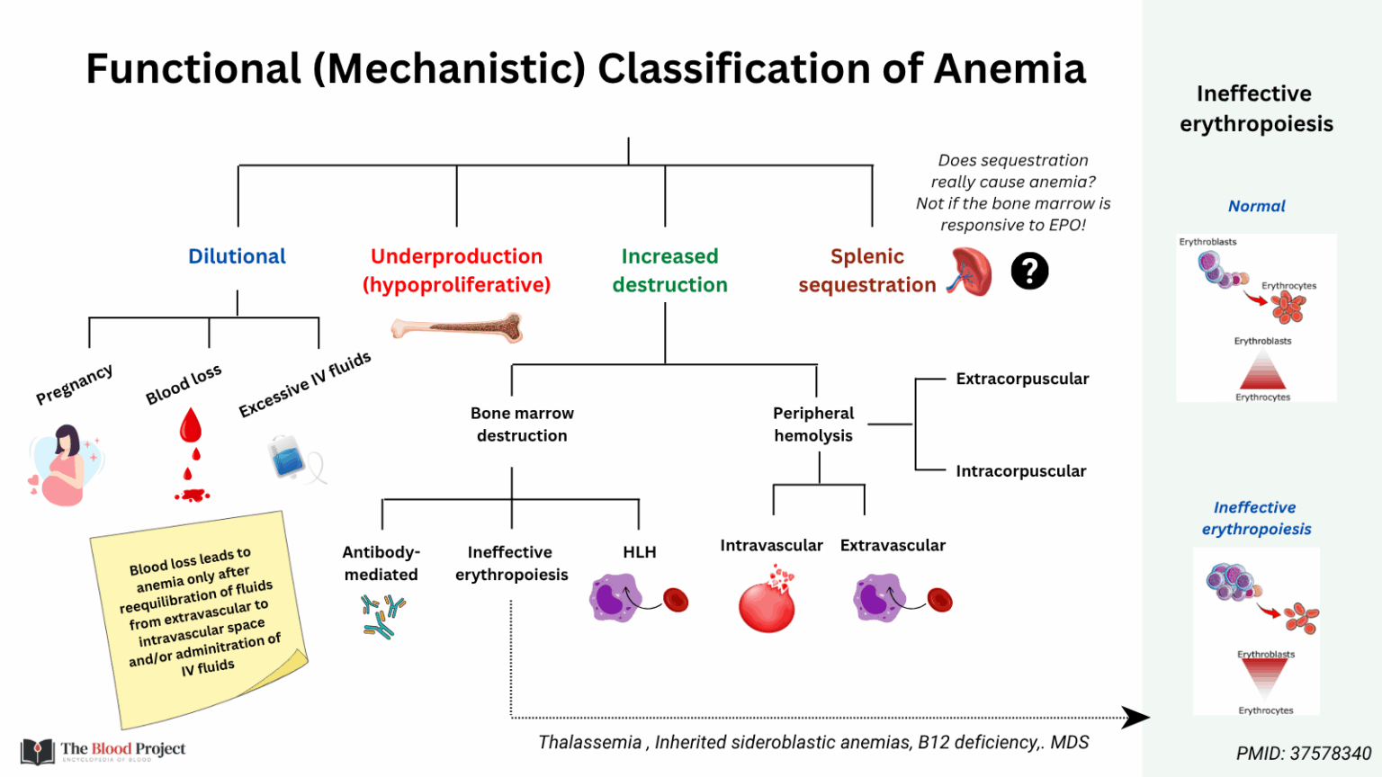 Functional (Mechanistic) Classification of Anemia • The Blood Project