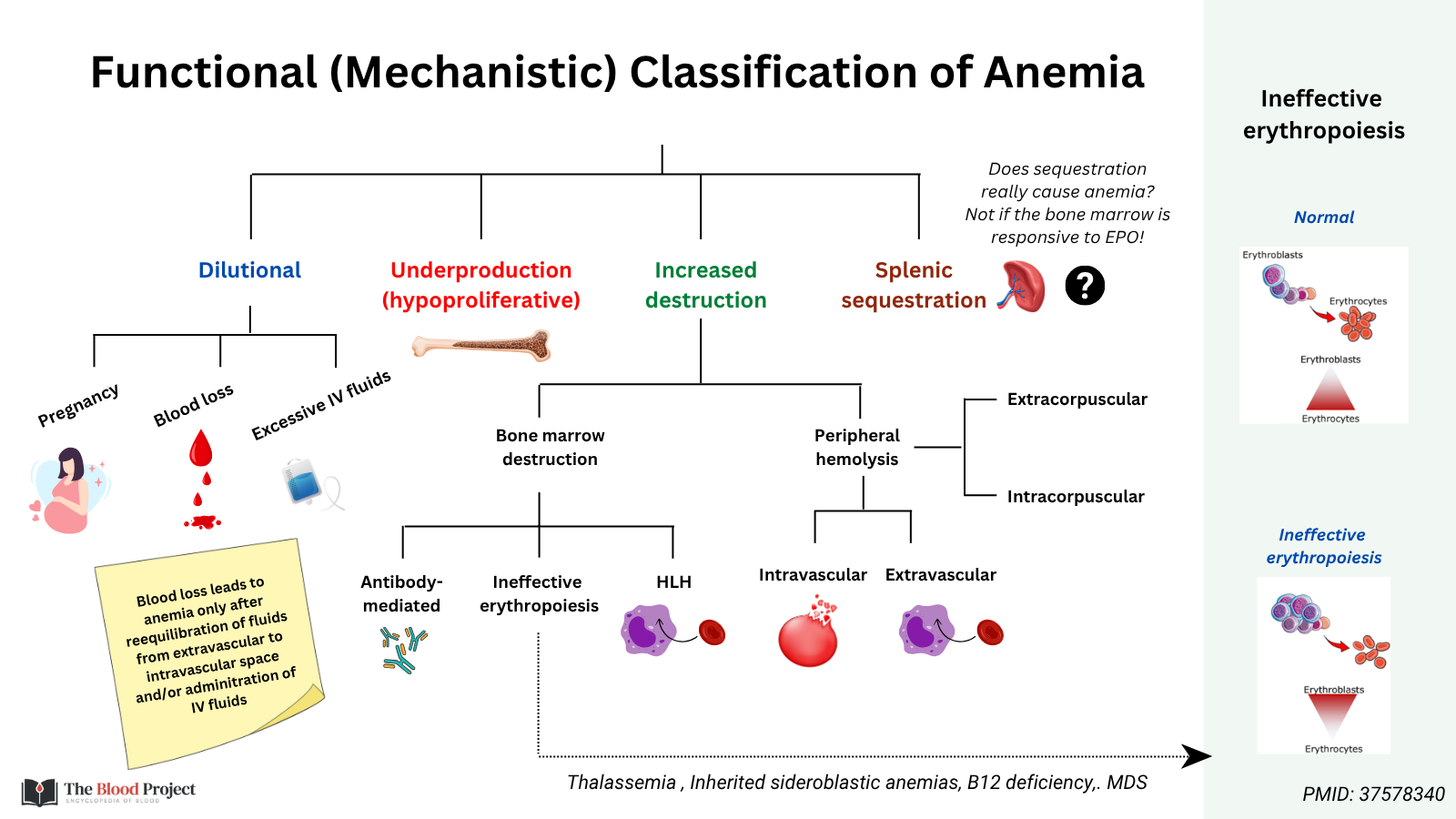 Functional (Mechanistic) Classification of Anemia • The Blood Project