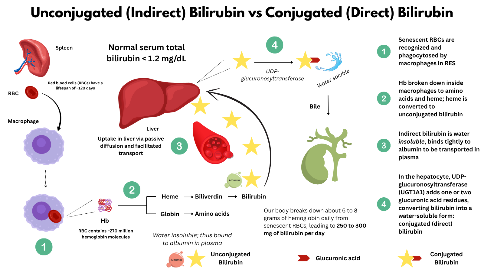 Elevated Unconjugated (Indirect) Bilirubin • The Blood Project