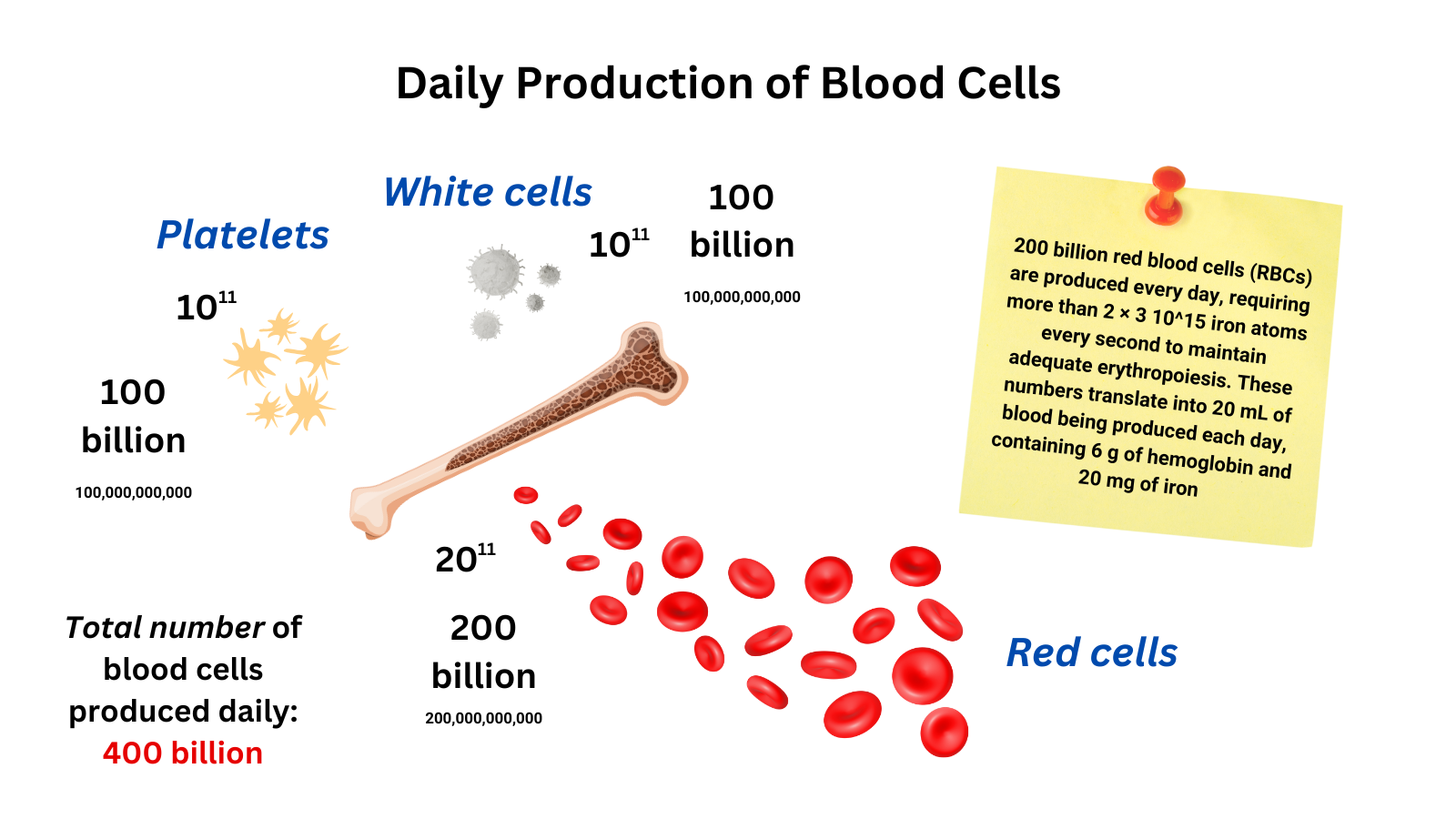Daily Production of Blood Cells • The Blood Project