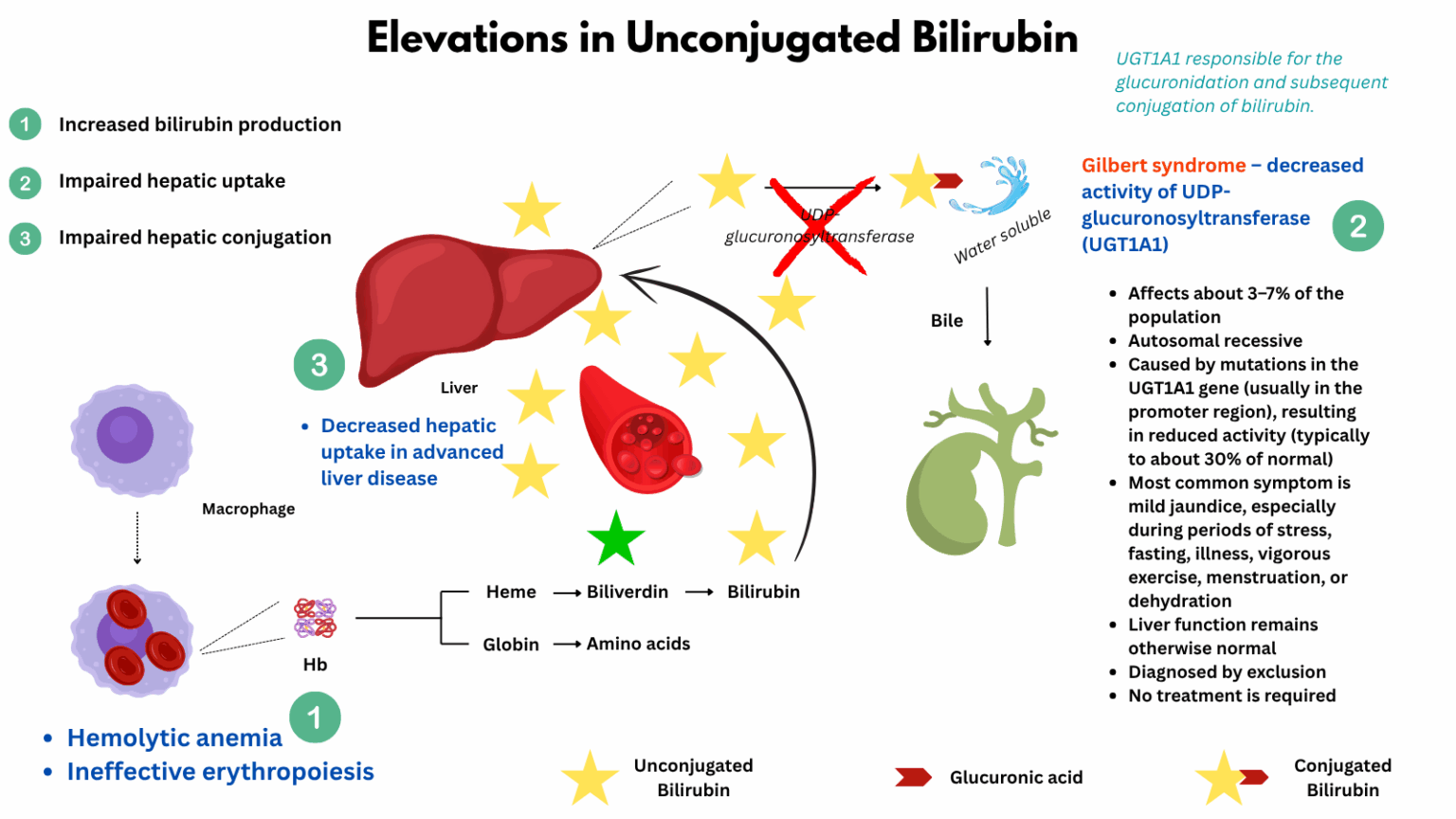 Elevated Unconjugated (Indirect) Bilirubin • The Blood Project