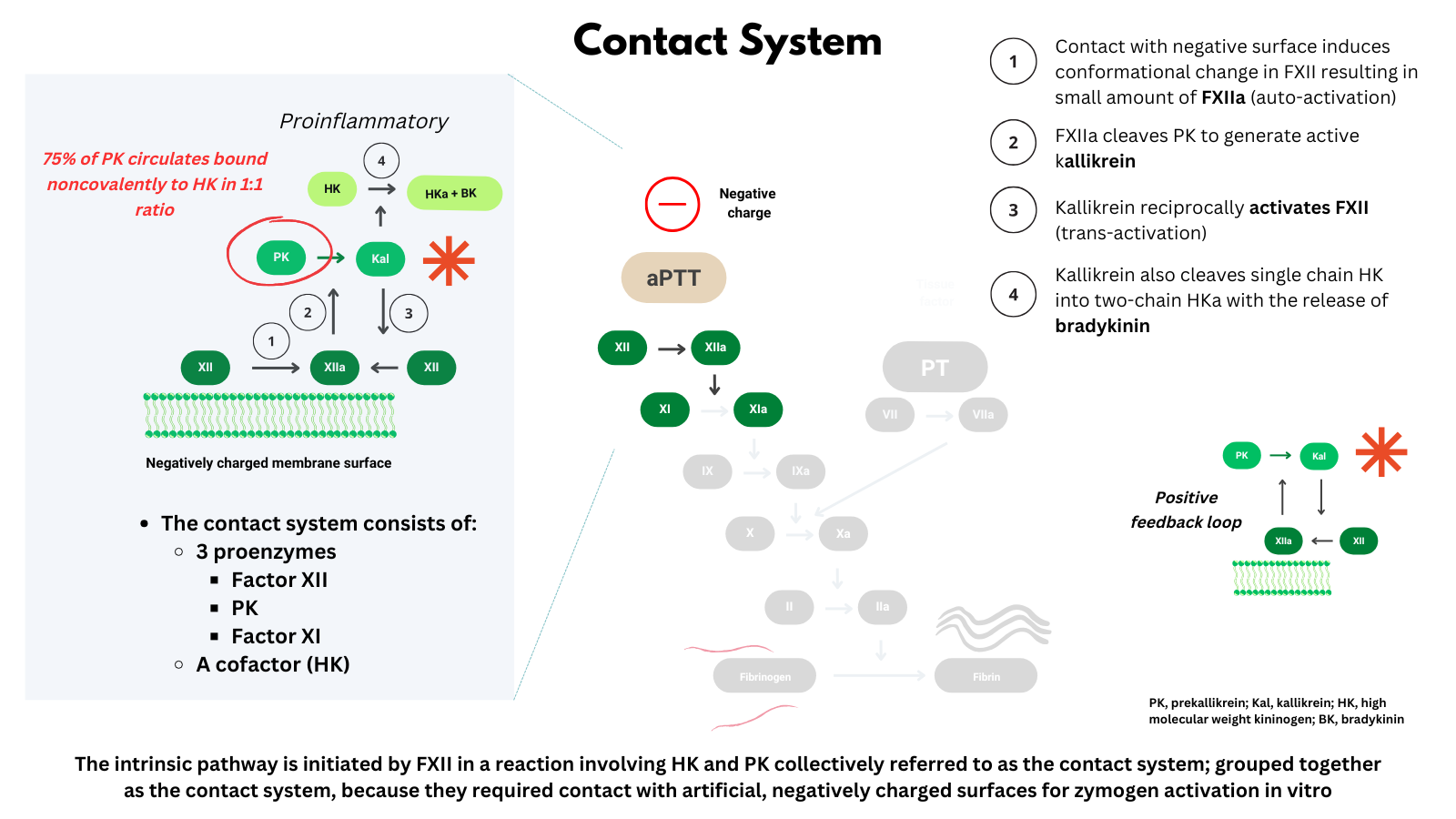 Contact System • The Blood Project