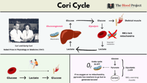 Cori Cycle • The Blood Project