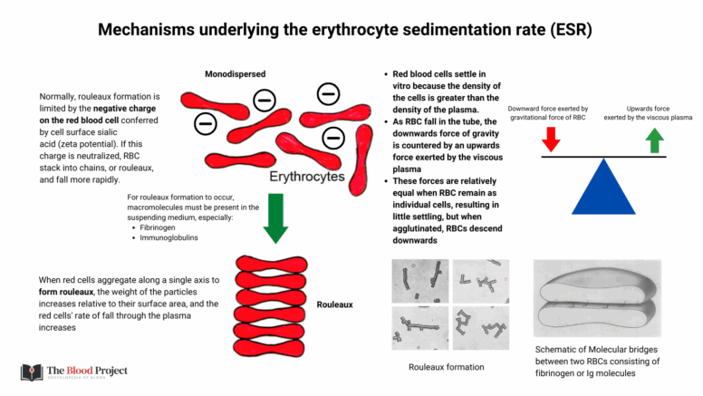 Erythrocyte Sedimentation Rate • The Blood Project