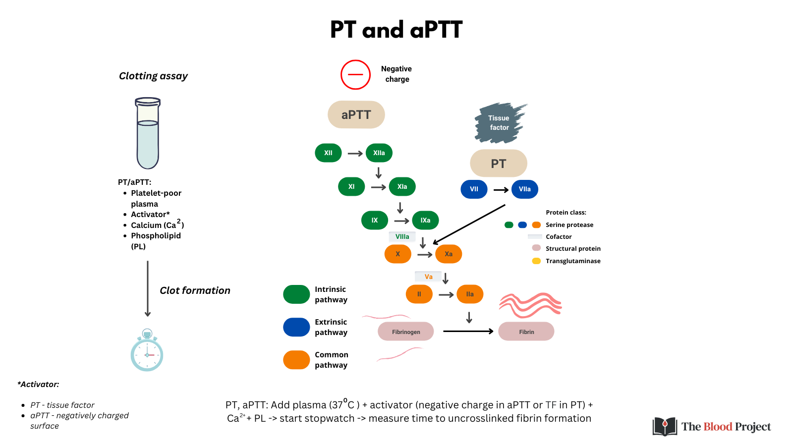 PT and aPTT • The Blood Project