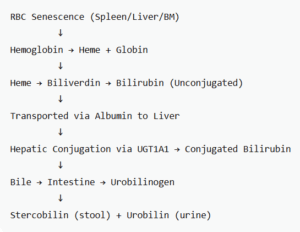 Elevated Unconjugated (Indirect) Bilirubin • The Blood Project