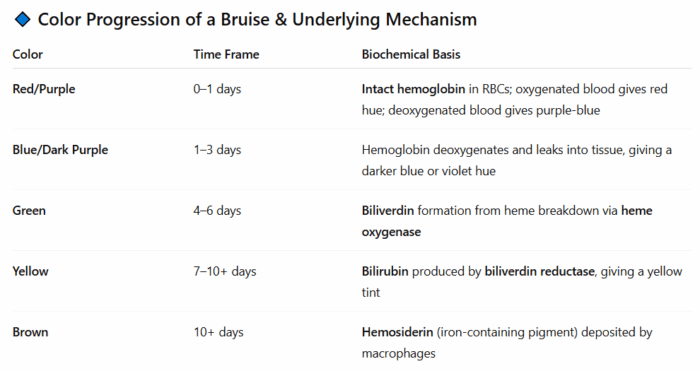 Bruises • The Blood Project
