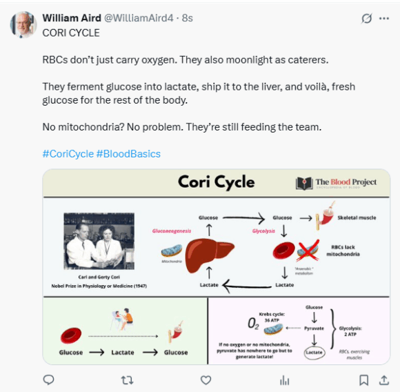 Cori Cycle • The Blood Project
