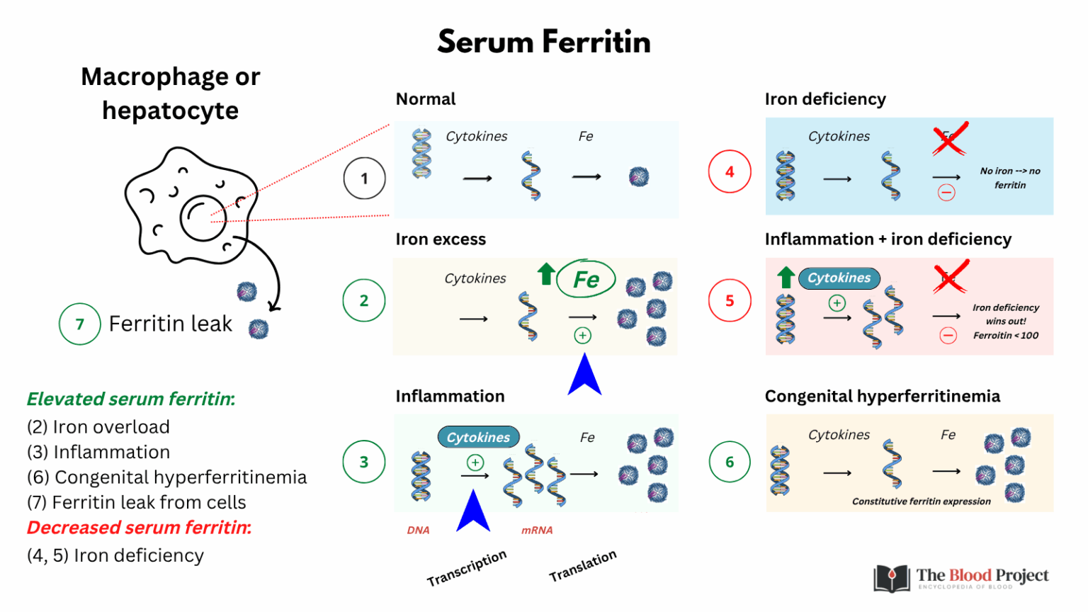 Serum Ferritin Levels • The Blood Project