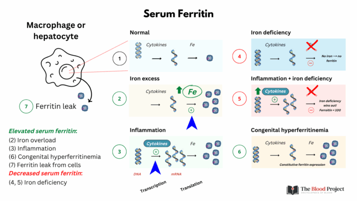 Serum Ferritin Levels • The Blood Project