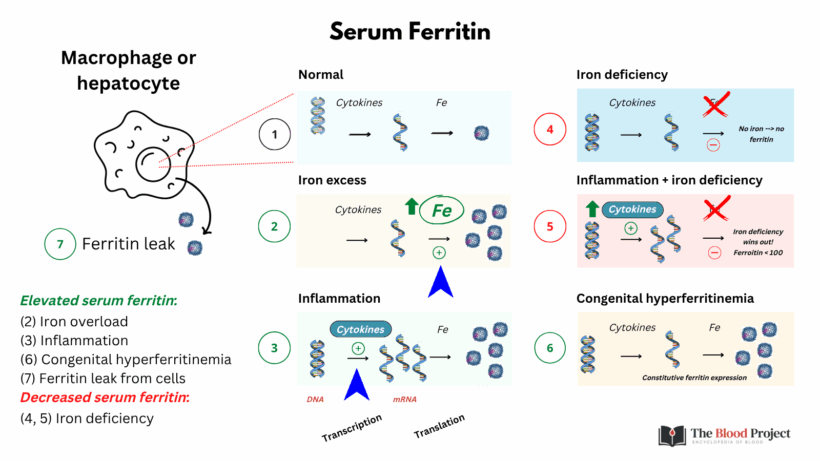 Serum Ferritin Levels • The Blood Project