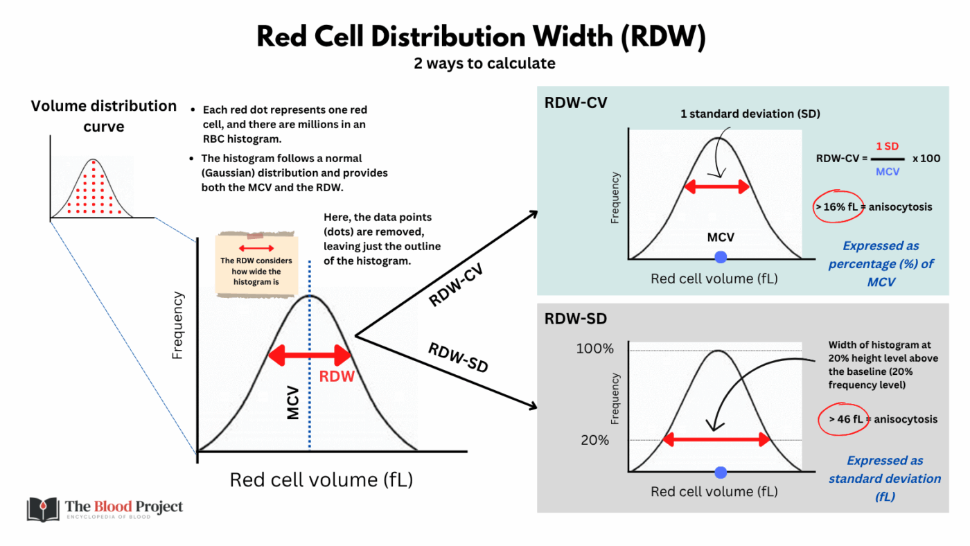 Red Cell Distribution Width (RDW) • The Blood Project