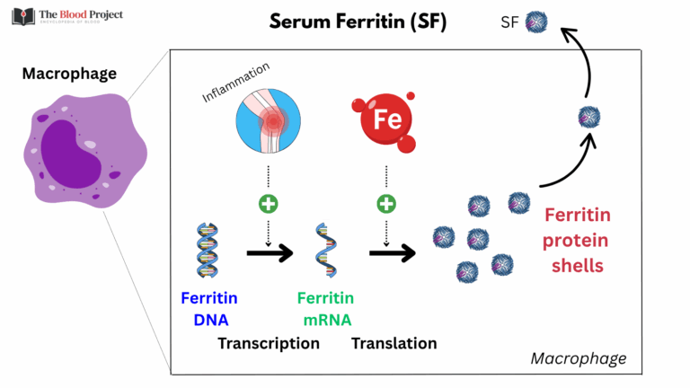 Serum Ferritin Levels • The Blood Project