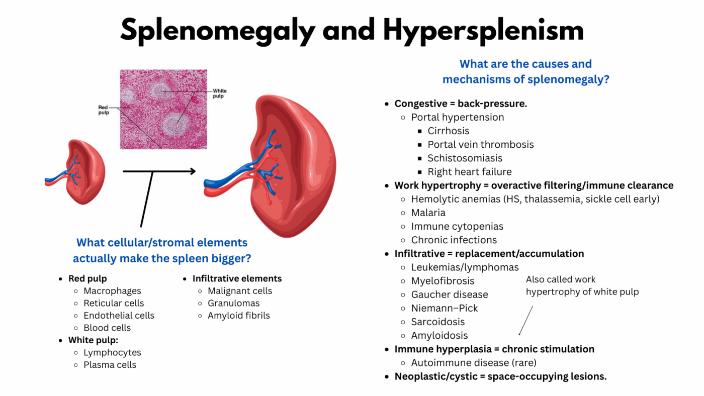Hypersplenism • The Blood Project