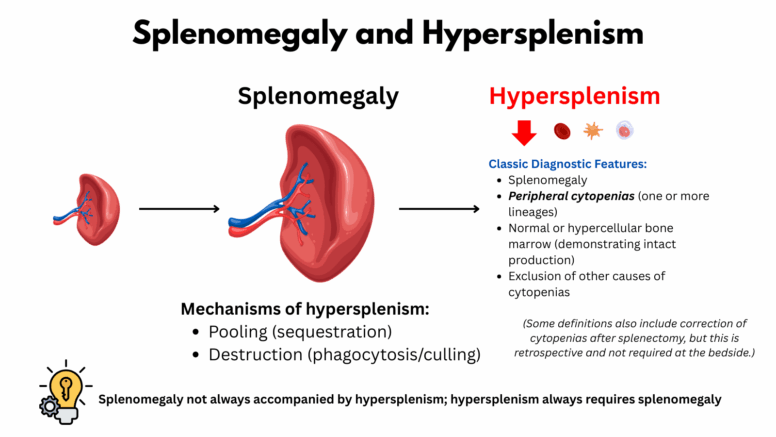 Hypersplenism • The Blood Project