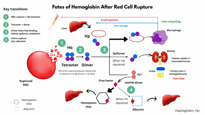 Hemolysis • The Blood Project