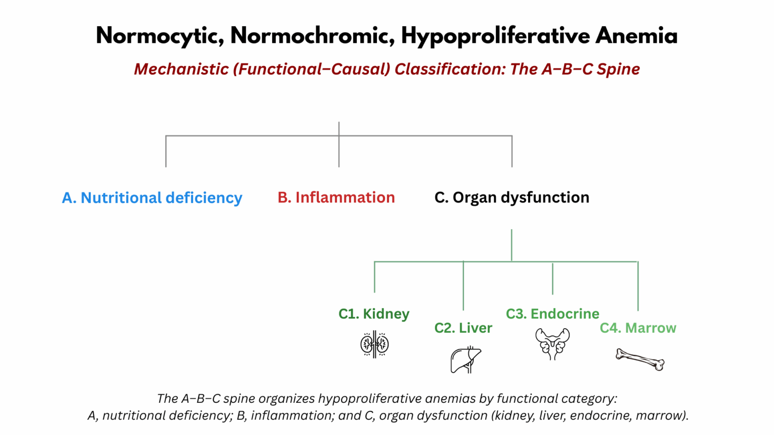 Approach to Normocytic Normochromic Anemia • The Blood Project