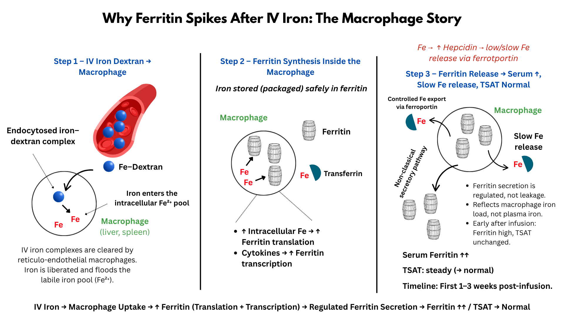 Why Does Ferritin Transiently Spike After IV Iron Despite Normal TSAT ...