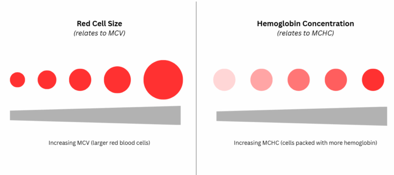 CBC Results: A Line-by-Line Reference Guide • The Blood Project