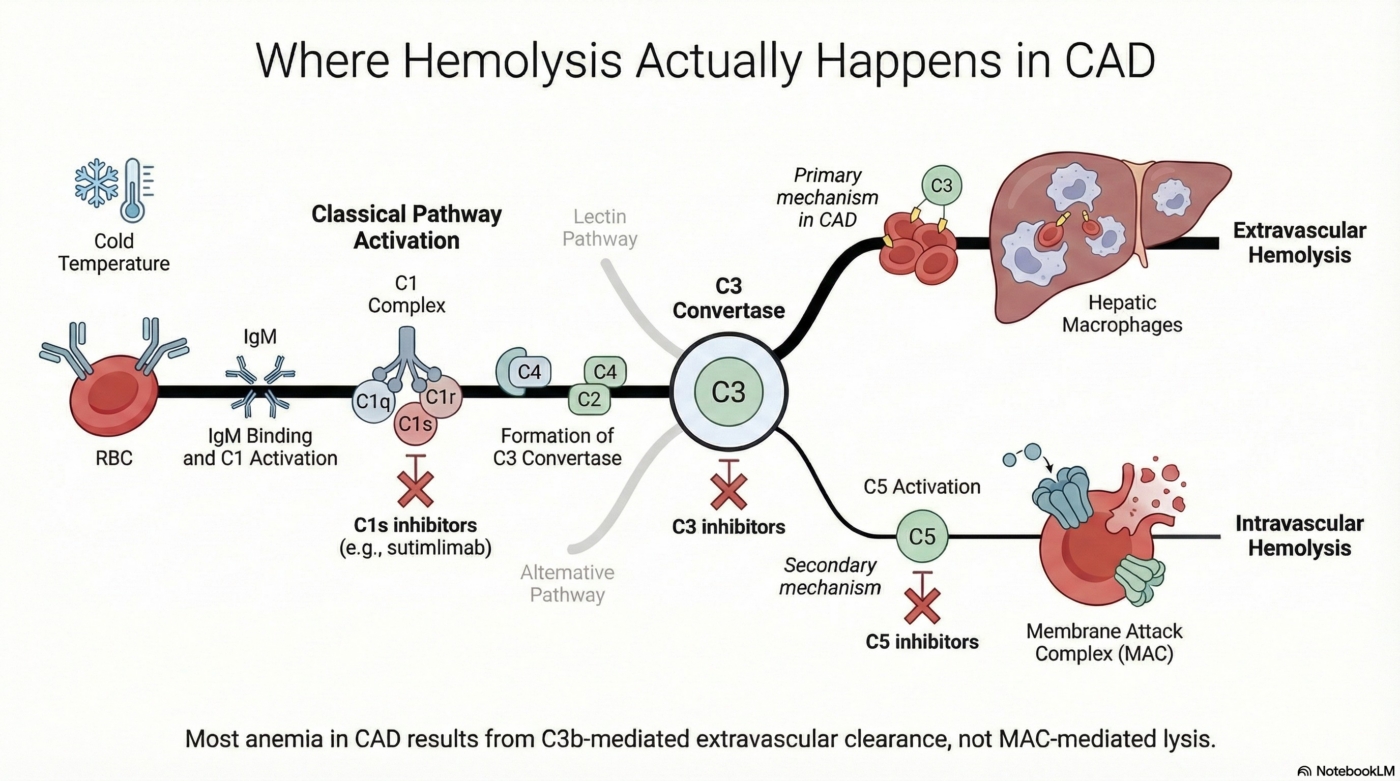 Complement Biology (CAD-Focused) • The Blood Project